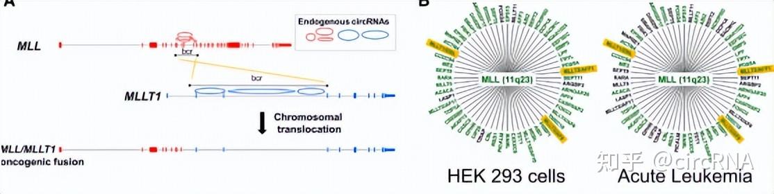 IF=38.585！Cancer Cell丨澳洲研究团队解析circR-loop造成的染色体易位可诱发白血病 - 知乎