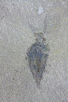 头足纲小传（28）寒海谜团：Nectocaris，内克虾/内耶克虫科 - 知乎