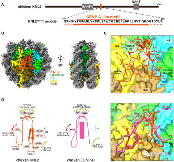 EMBO | 着丝粒新见解有助于设计癌症新药 - 知乎