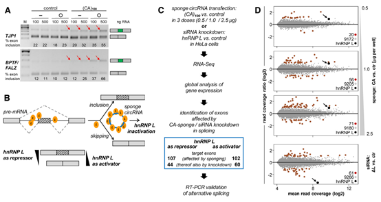 【耀文解读】一文读懂|环状RNA蛋白海绵作用 - 知乎