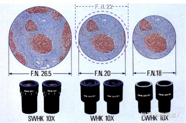 显微基础丨④目镜、观察头以及摄影 - 知乎