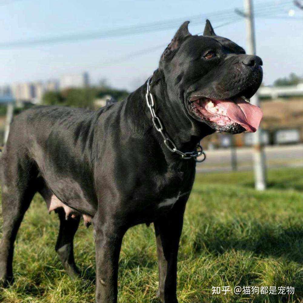 家庭护卫犬：卡斯罗和罗威纳，哪个更合适？ - 知乎