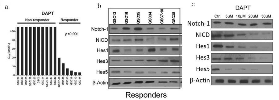 一文读懂 Notch 信号通路| MedChemExpress - 知乎