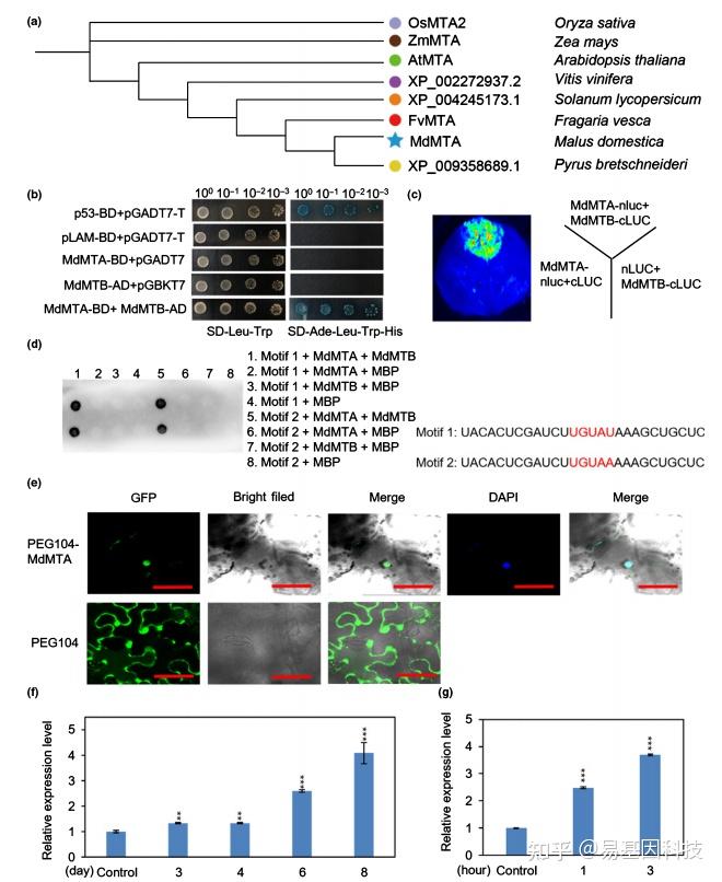 作物育种：MdMTA介导的RNA甲基化(m6A修饰)在苹果抗逆品种选育中的作用研究 - 知乎