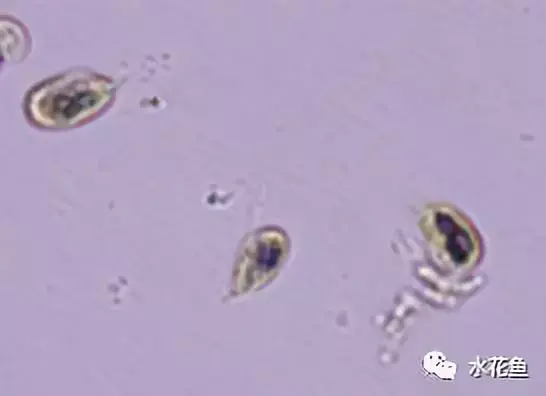 高清图谱(下)：水体浮游生物——绿藻门以外的浮游植物51种 - 知乎