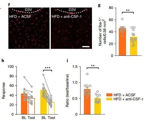 小布解读 | 高热量食物吃到停不下来该怪谁？aPVT脑区小胶质细胞介导强迫性进食“惹的祸” - 知乎