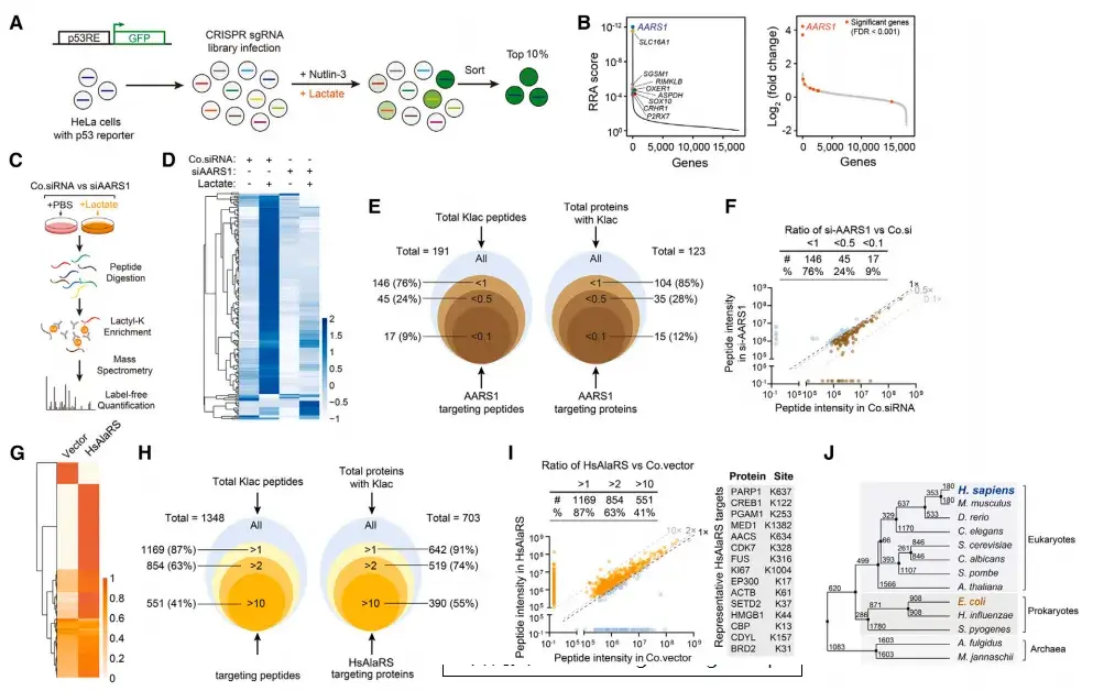 Cell | 苏州大学周芳芳：AARS1介导p53乳酸化促进肿瘤发生新机制 - 知乎