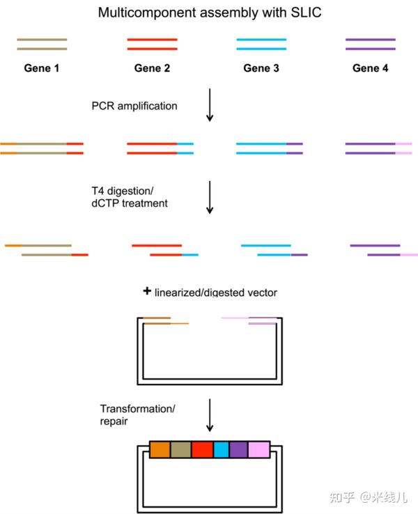 不依赖序列和连接的克隆技术-SLIC - 知乎