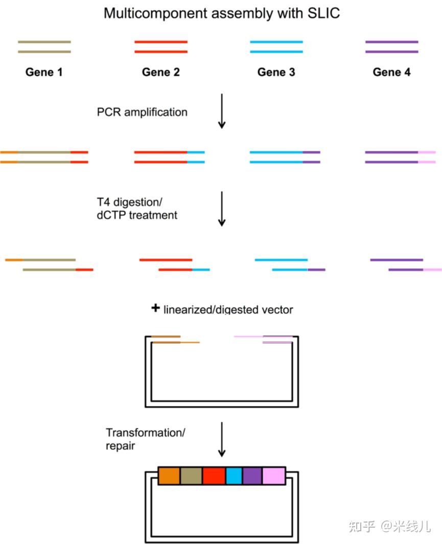 不依赖序列和连接的克隆技术-SLIC - 知乎