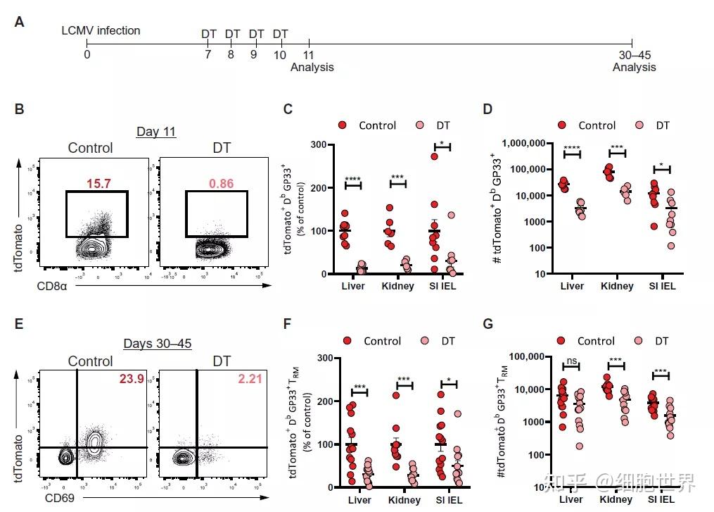 Sci Immun | 揭示T细胞谱系选择的关键转录因子 - 知乎