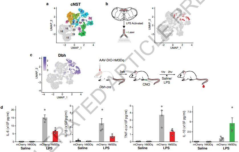 Nature: 身体到大脑的神经环路，维持促炎和抑炎状态之间的平衡 - 知乎