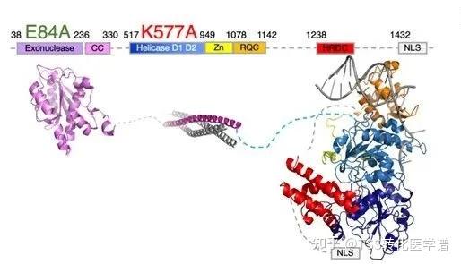 【Nature】背靠背，拜耳和诺华同时披露合成致死靶点WRN的新型抑制剂 - 知乎