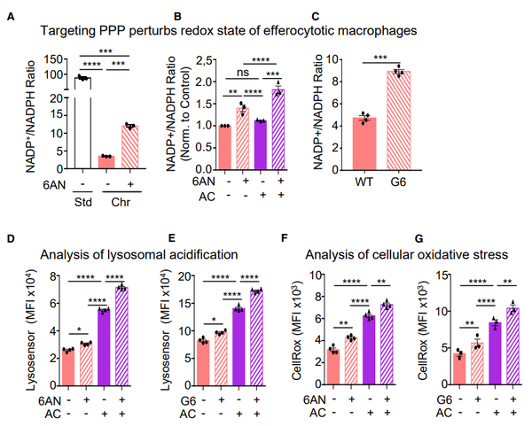 Cell Metabolism丨代谢适应支持在有限氧气环境中增强巨噬细胞胞吐作用 - 知乎