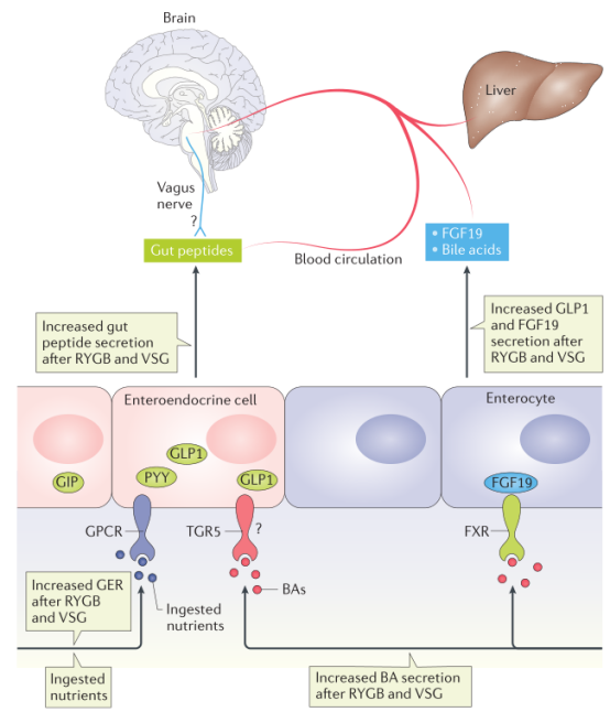 【知识窗】Neuron综述｜从外周到中枢的能量稳态调节信号 - 知乎