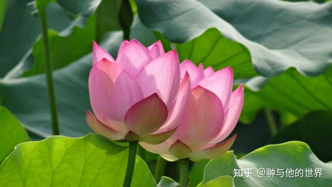 黄金分割法寻求极值 知乎