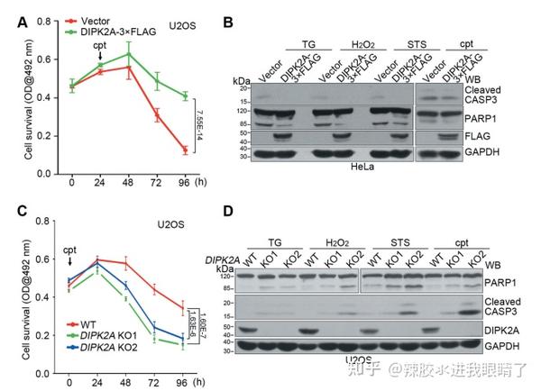 DIPK2A promotes STX17- and VAMP7-mediated autophagosome-lysosome fusion ...