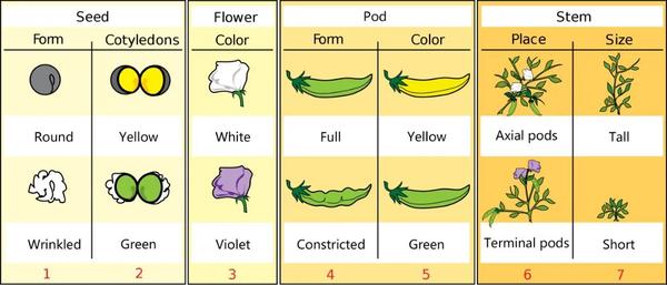 孟德尔七大豌豆性状基因被解析了几个？ - 知乎
