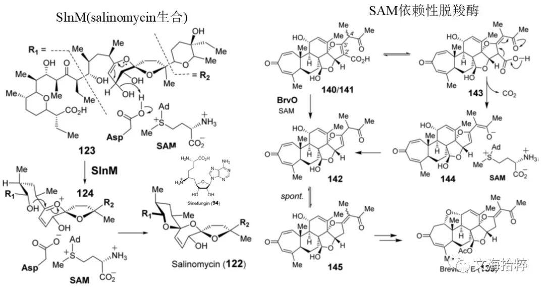 刘鸿文教授NPR综述│SAM不仅仅是甲基供体 - 知乎