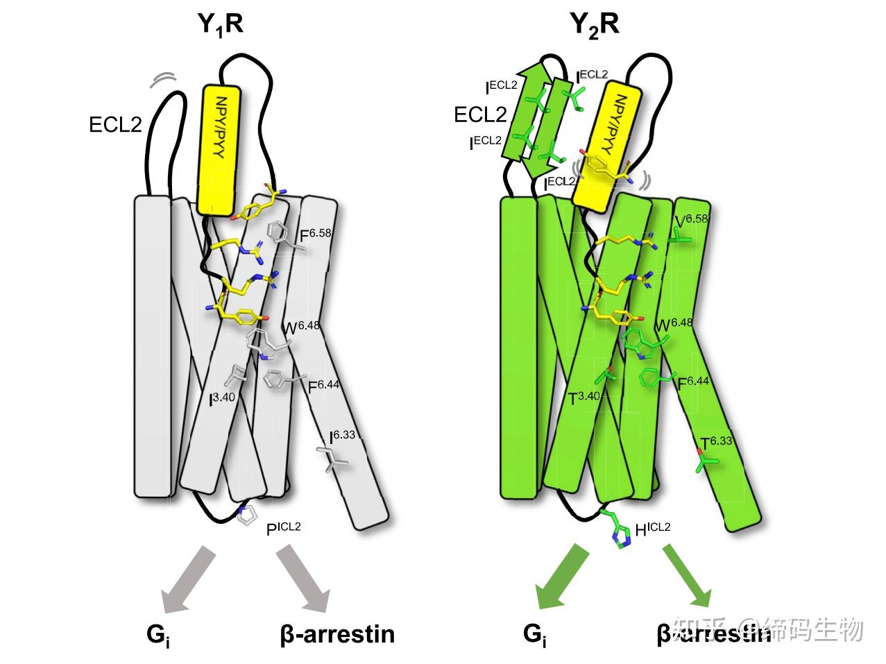 NPY受体家族：疾病治疗的“新靶点”与“老难题” - 知乎