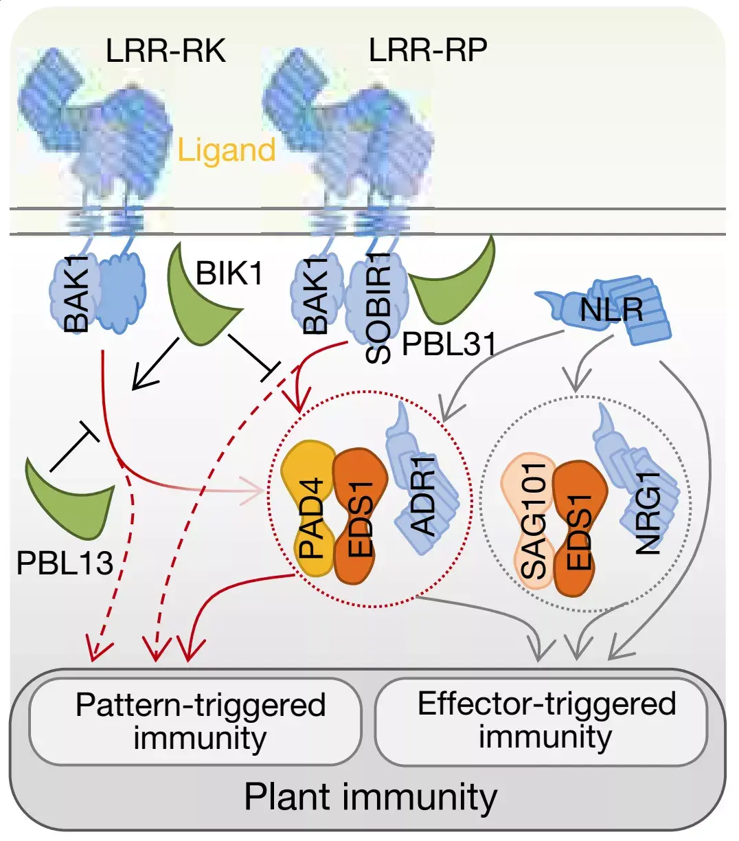 三篇Nature，揭示植物两大类免疫通路协同作用的机制 - 知乎