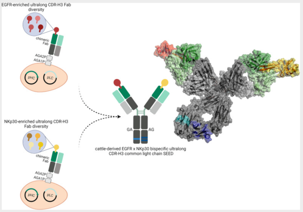 生物分析三剑客应用案例 | Merck双特异性抗体表征方法建立 - 知乎