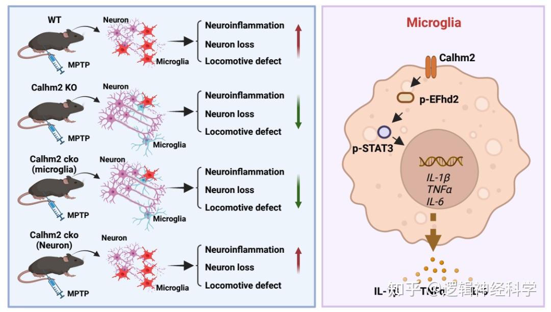 Sci Adv+Theranostics︱军事医学研究院袁增强/中央民族大学程金波团队揭示钙稳态调节蛋白Calhm2调控神经退行性疾病新机制 - 知乎