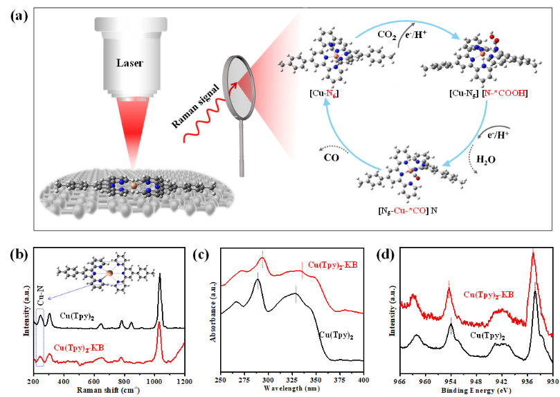 安徽大学院士团队Nat. Commun.: 利用非增强型拉曼光谱技术探究分子催化剂在电催化还原CO₂过程中的演变机制 - 知乎