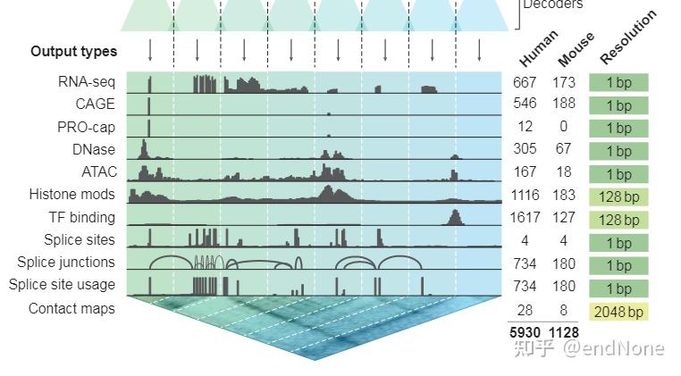 【论文详解】AlphaGenome——Sequence-to-Multimodal-Genome-Track - 知乎
