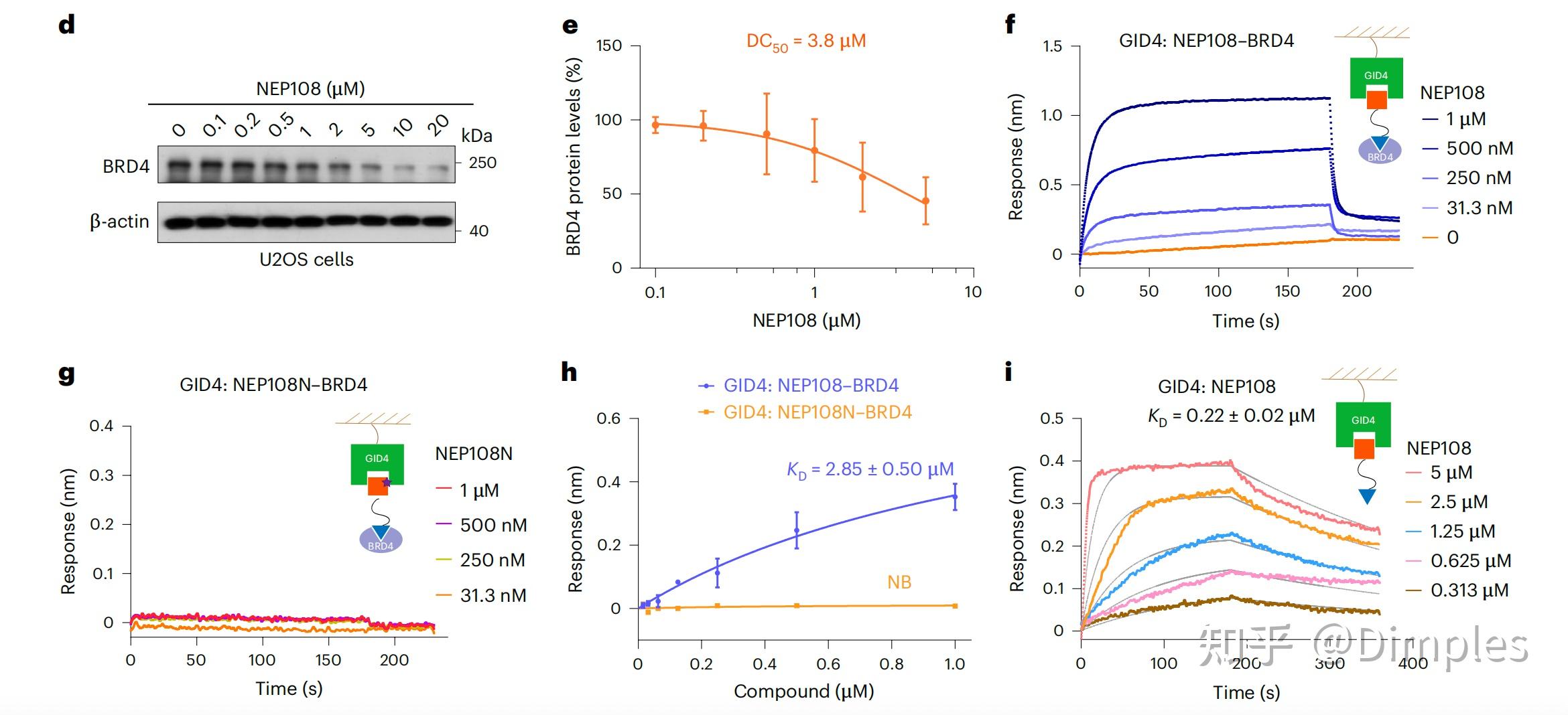 利用全新E3泛素连接酶GID4设计PROTAC - 知乎