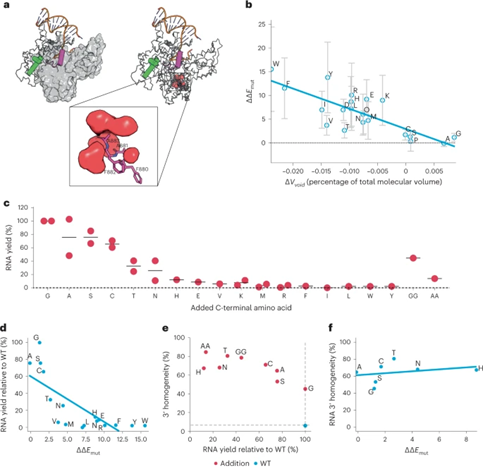 【耀文解读】mRNA IVT篇︱Modern团队首次发现T7 RNA聚合酶双突变体，减少免疫刺激副产物 - 知乎