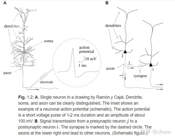 Neuron Dynamics笔记 第一章（一） - 知乎