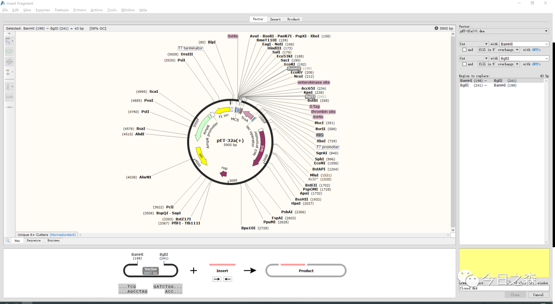 技巧（1）——利用SnapGene构建载体，模拟基因克隆，酶切，连接及电泳检测 - 知乎
