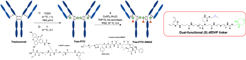 双载荷ADC及其类似物的构建策略 - 知乎