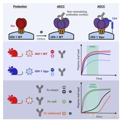 Cell Rep：揭示HIV-1逃避宿主机体免疫系统攻击的新机制 - 知乎