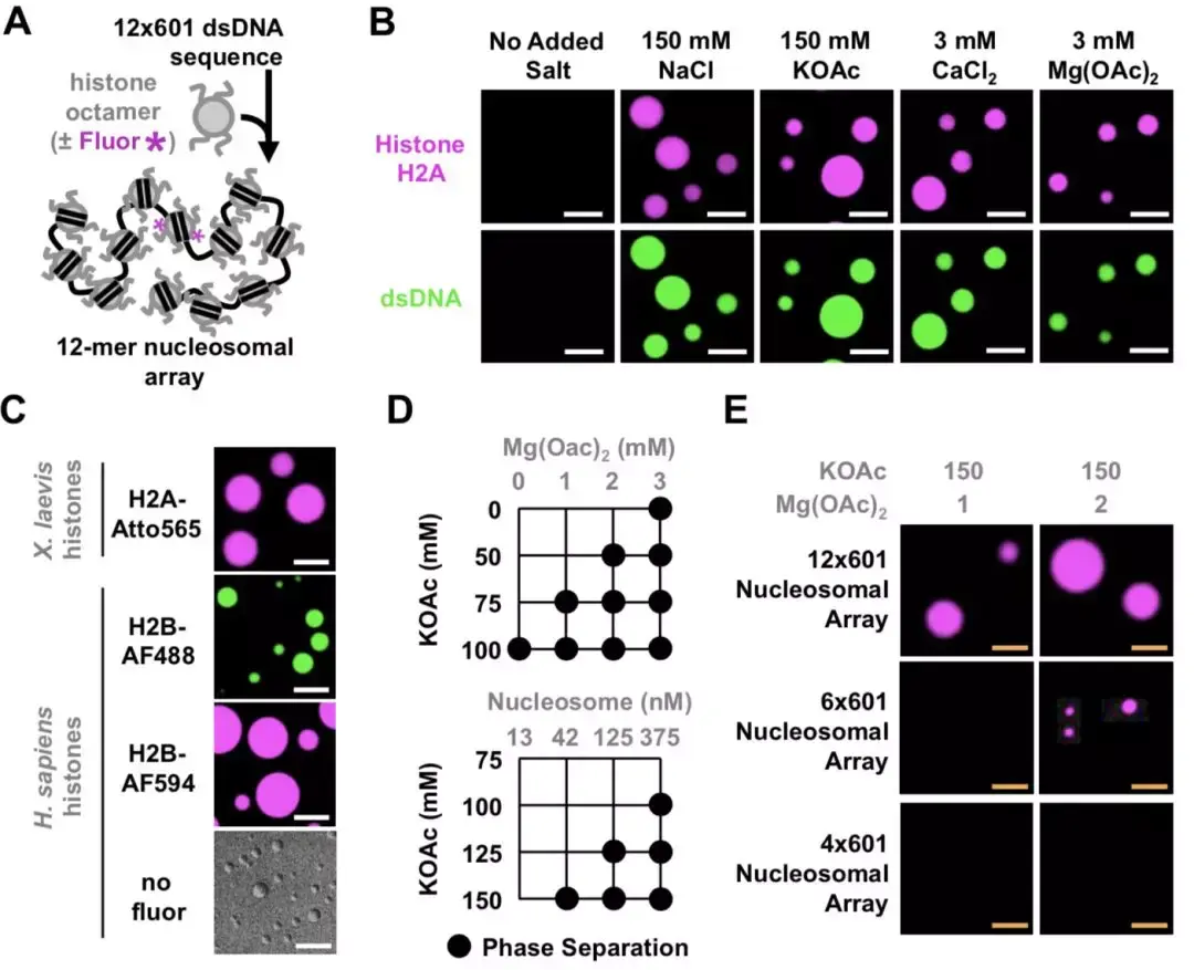 『珍藏版』Cell发布“相分离”研究指南 - 知乎