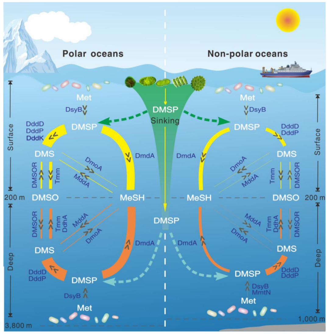多快好省！硫元素循环分析内容又升级啦！ - 知乎