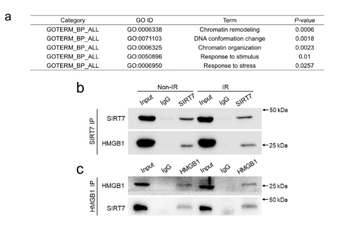 Cell Death Dis︱南方医科大学周良/马骊团队合作揭示白藜芦醇缓解放射性皮肤损伤的分子机制 - 知乎