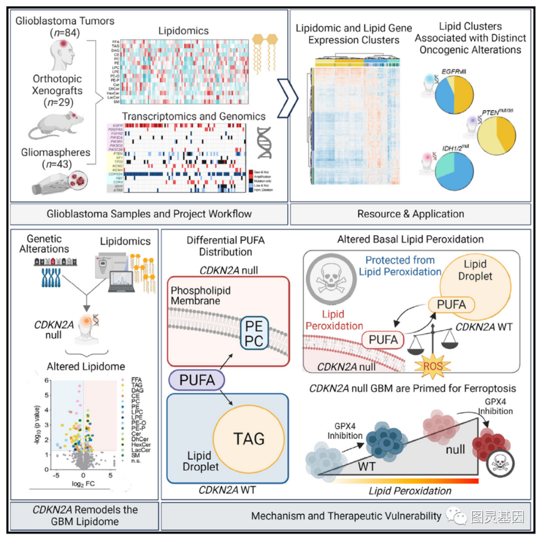 Can Cell | CDKN2A基因缺失重塑脂质代谢，诱发胶质母细胞瘤铁死亡 - 知乎