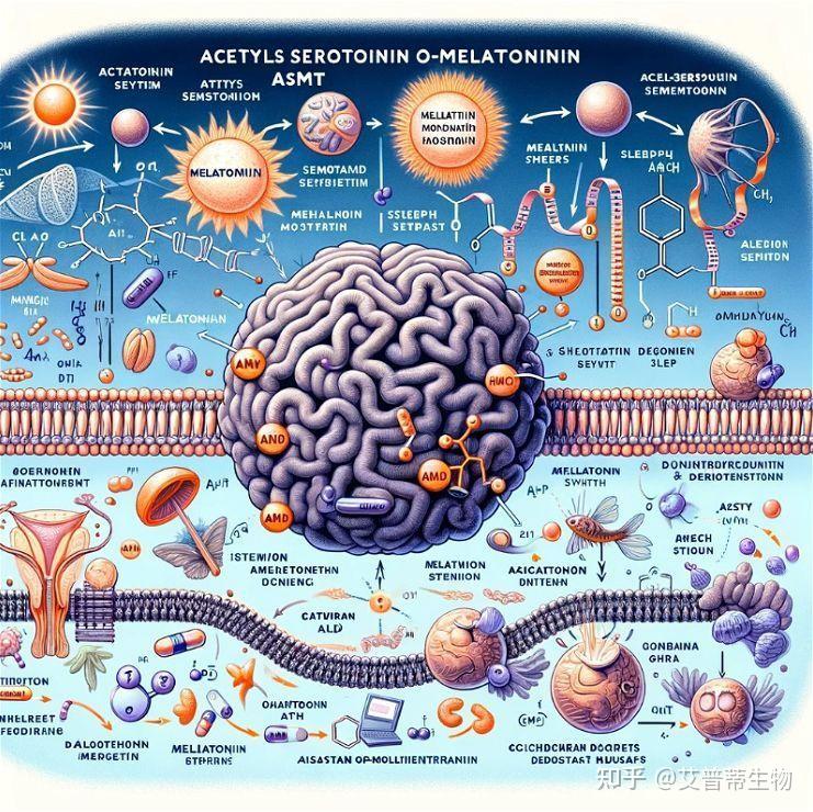 ASMT重组蛋白：在褪黑素合成中的核心作用—艾普蒂生物 - 知乎