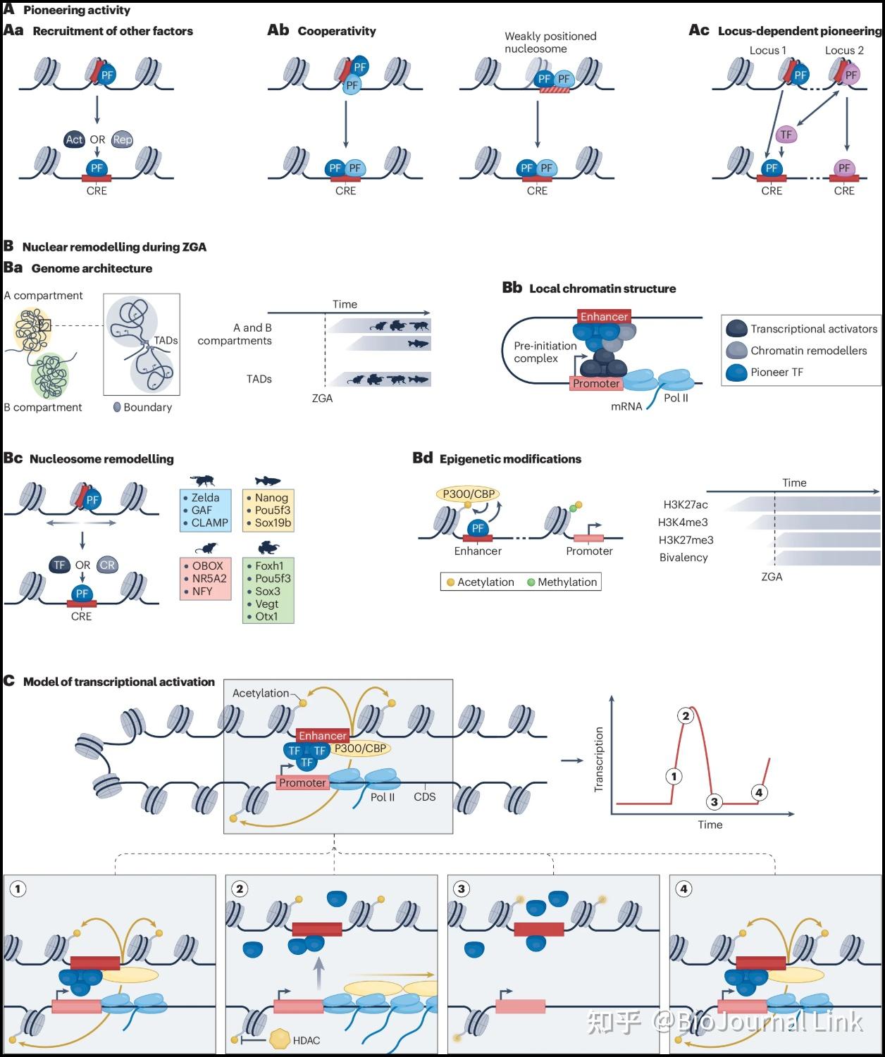 综述 | Nat.Rev.Genet | 从母体到合子的转变：细胞质和细胞核的重编程 - 知乎