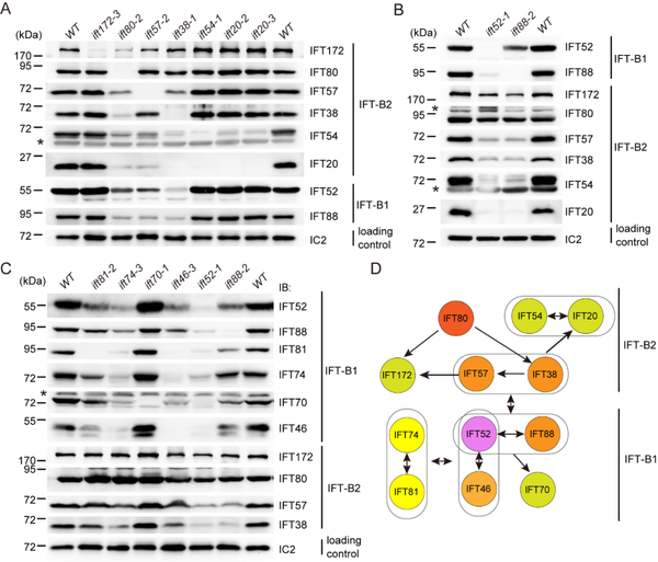 iScience︱清华大学潘俊敏课题组揭示IFT-B复合体的组装和稳定的新机制及其在BBSome运输中的新功能 - 知乎