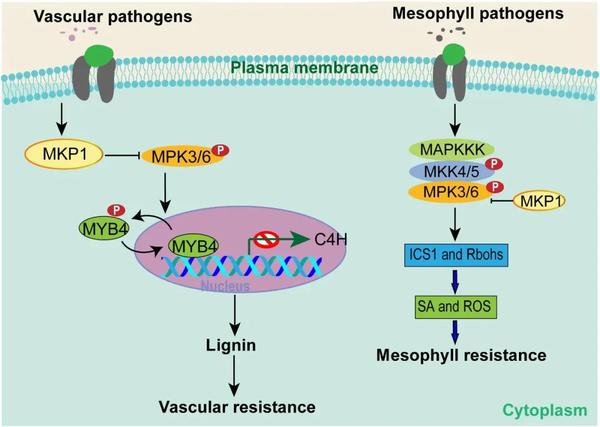 Science Advance | 何祖华团队研究揭示植物的维管免疫机制！ - 知乎