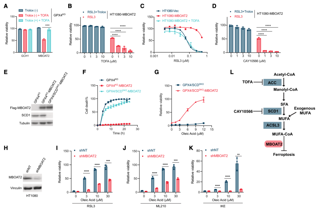 Cell 丨铁死亡监测独立于 GPX4 且受性激素的差异调节 - 知乎
