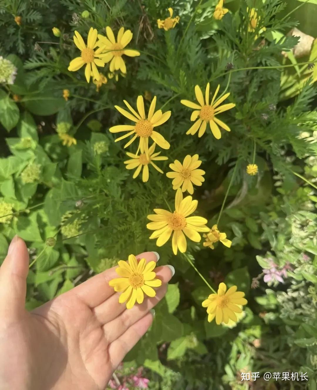 vivo S50优缺点汇总：别急着下单，这2个缺点很多人接受不了 - 知乎