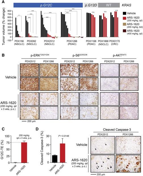 用共价特异性抑制剂ARS-1620靶向KRAS突变癌症 - 知乎