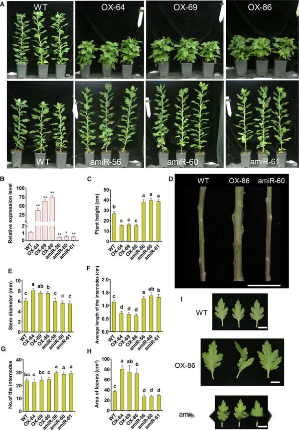 【Plant Physiol】CmDRP通过调节菊花中的赤霉素生物合成来调节植物高度 - 知乎