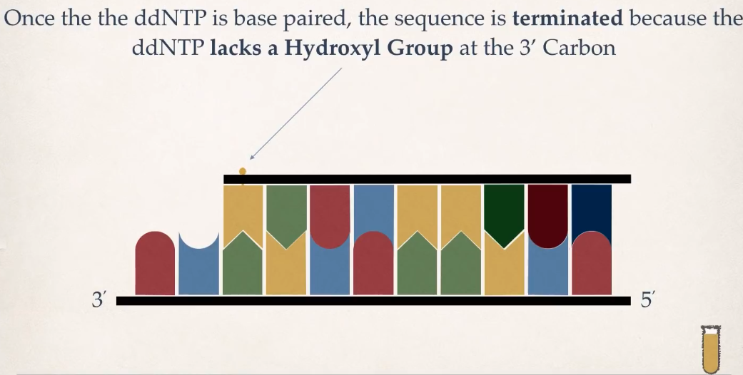 基因组学——(二) 测序技术 - 知乎