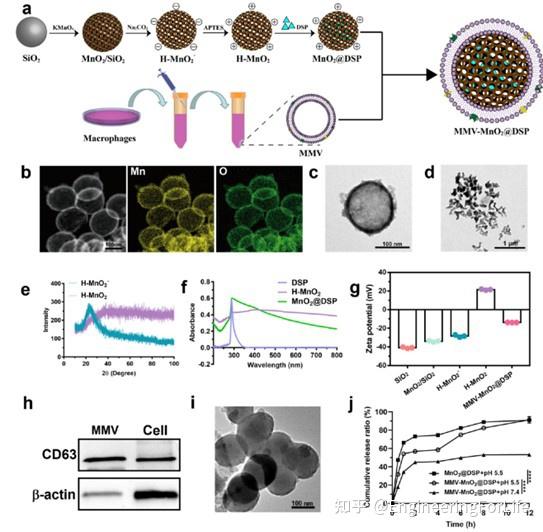 《ACS AMI》：纳米酶做“信使”调节类风湿关节炎微环境 - 知乎