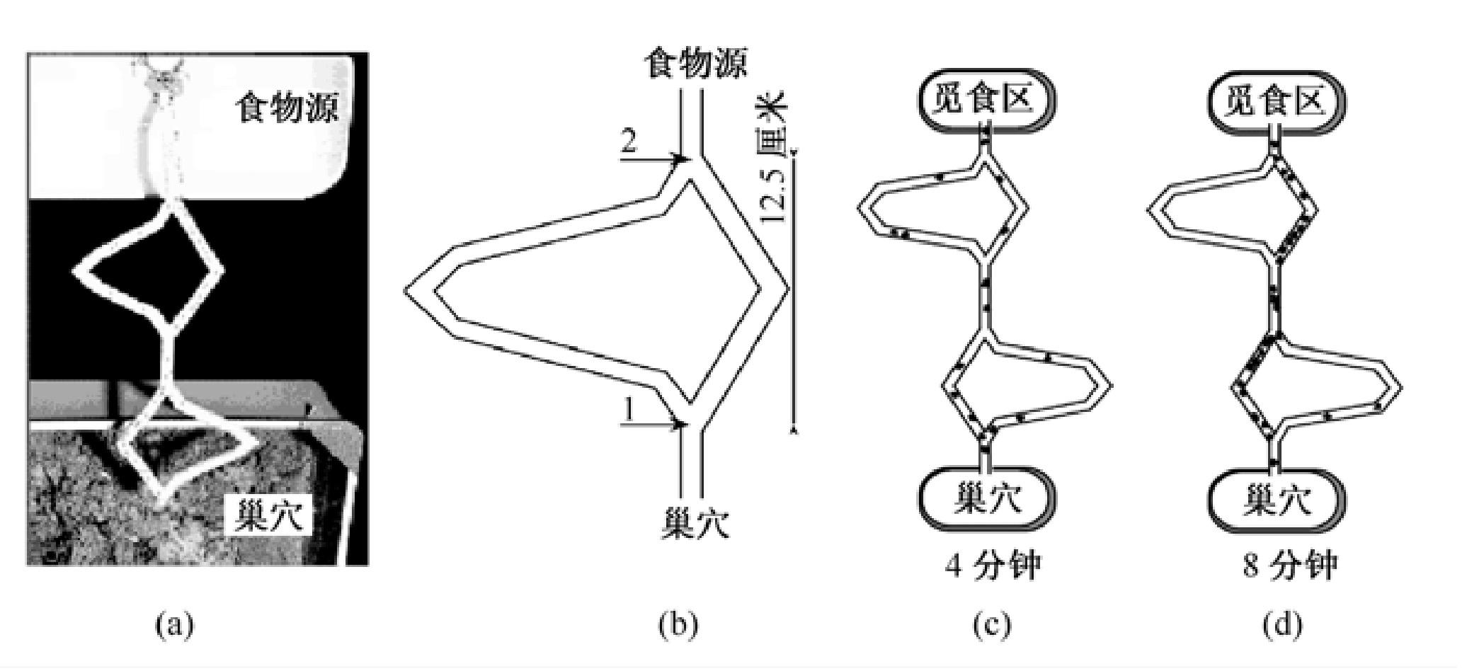 蚁群算法（ant Colony Algorithm）python实现专项解决商旅问题（tsp） 知乎