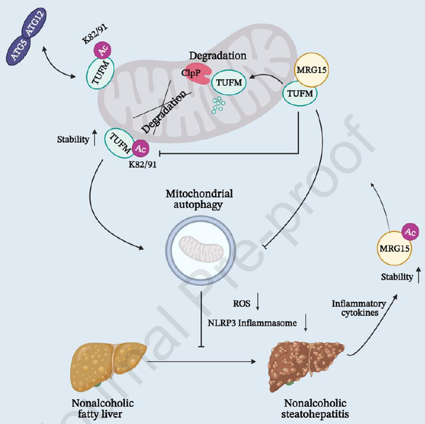 J Hepatol（IF=30）| 中国科学院发现治疗非酒精性脂肪性肝炎的潜在靶点 - 知乎
